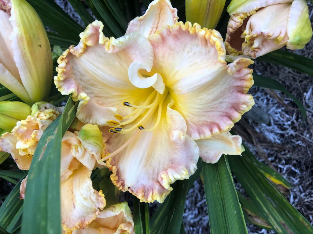 Forever Blowing Bubbles | Harbour Breezes Daylilies and Japanese Iris at Jeddore on Eastern ...